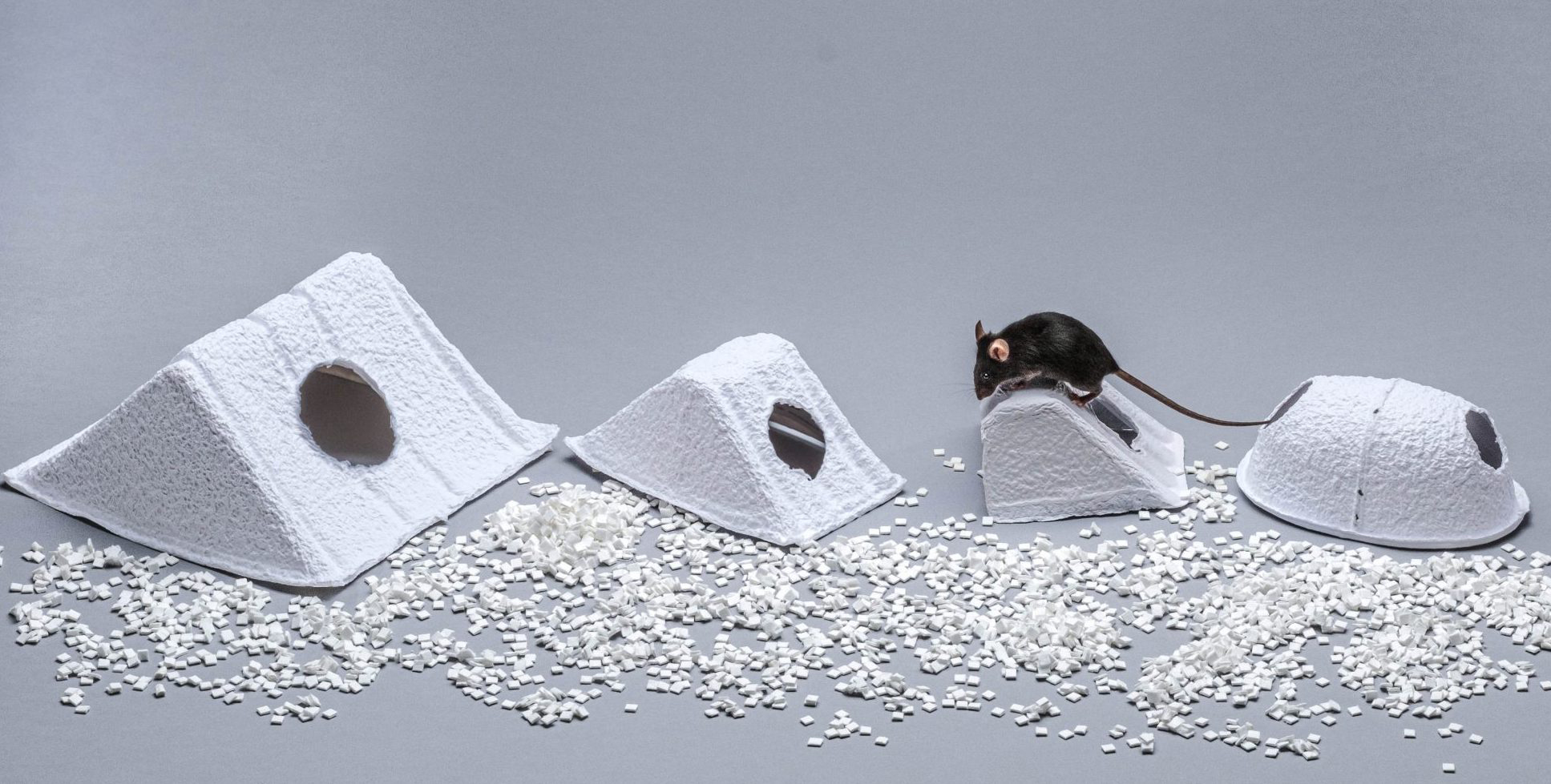 動物研究センター| 長崎大学